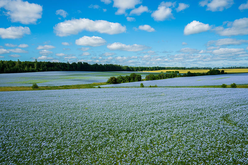 Where Does Linen Come From? Discover the Origins of this Natural Fabri ...