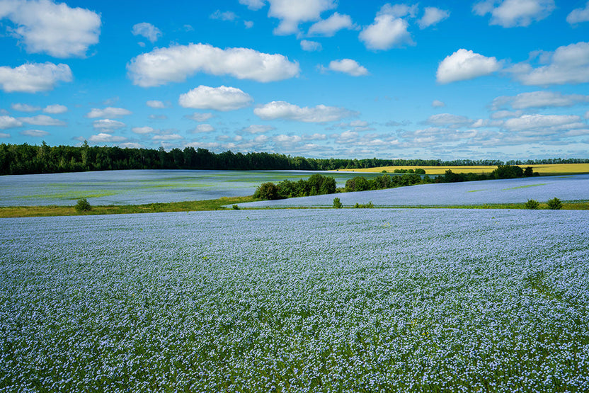 Where Does Linen Come From? Discover the Origins of this Natural Fabri ...